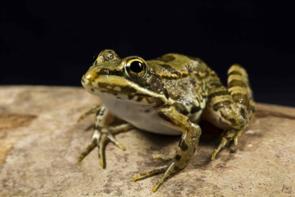 Diferencia entre sapo y rana - Ancas de Rana Premium